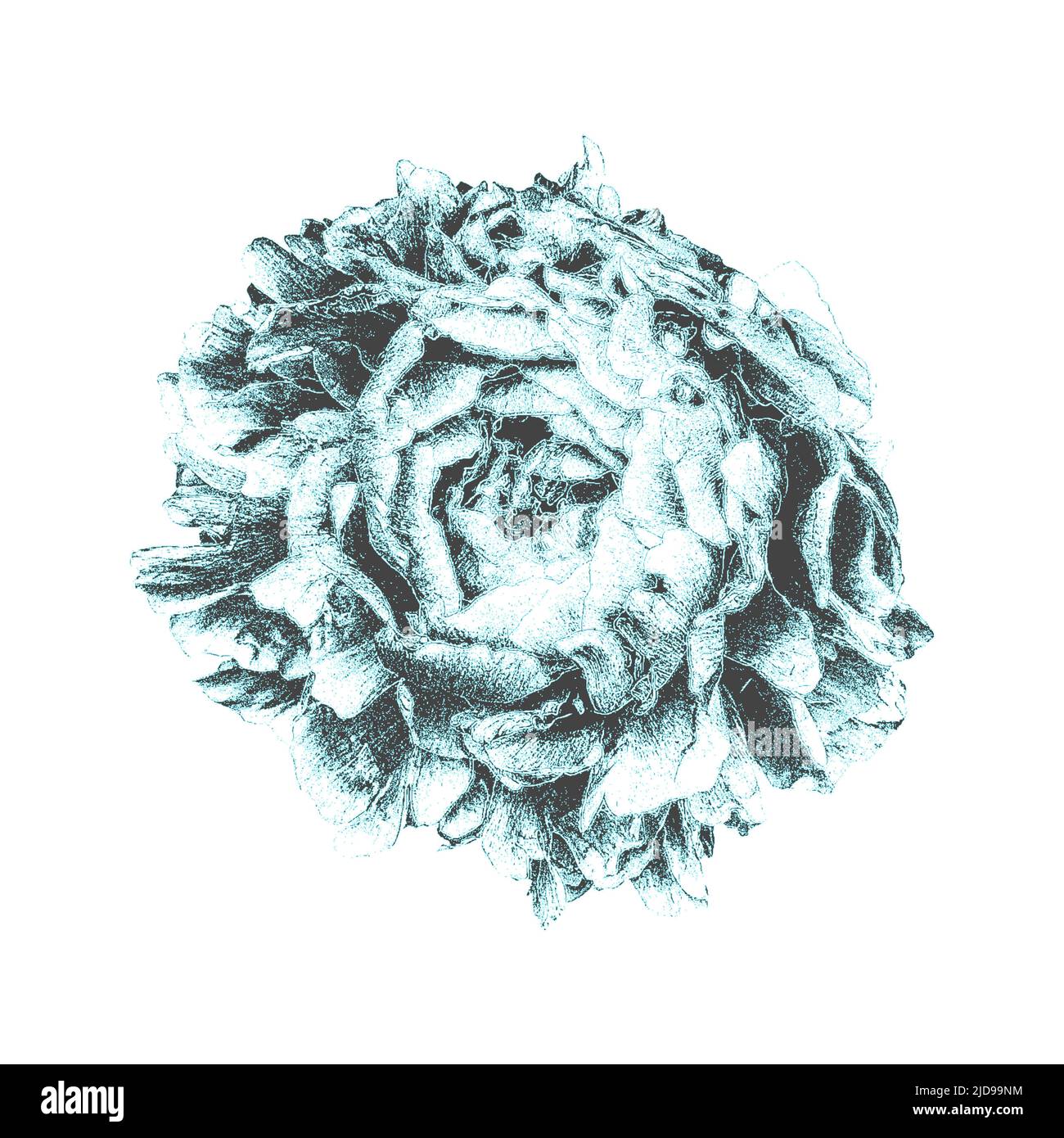 Hand draw peony flower in retro style. Distress vector illustration ...