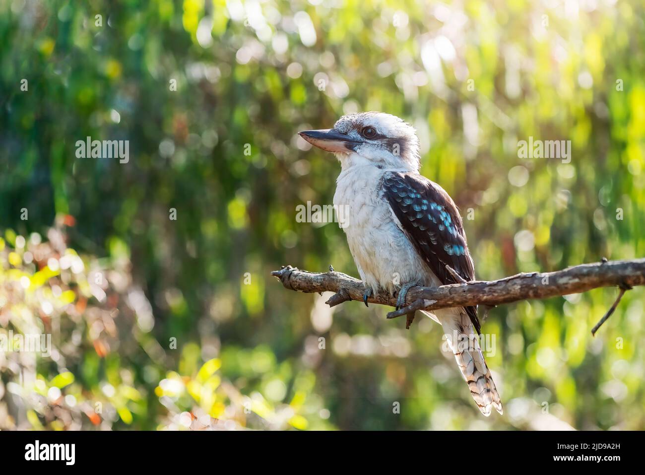 Australian indigenous native animals wildlife fauna hi-res stock ...