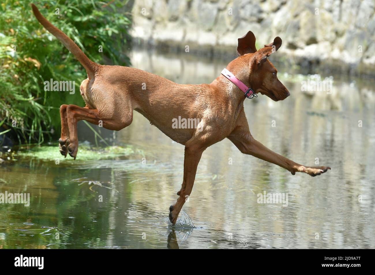 Hungarian water dogs hi-res stock photography and images - Alamy
