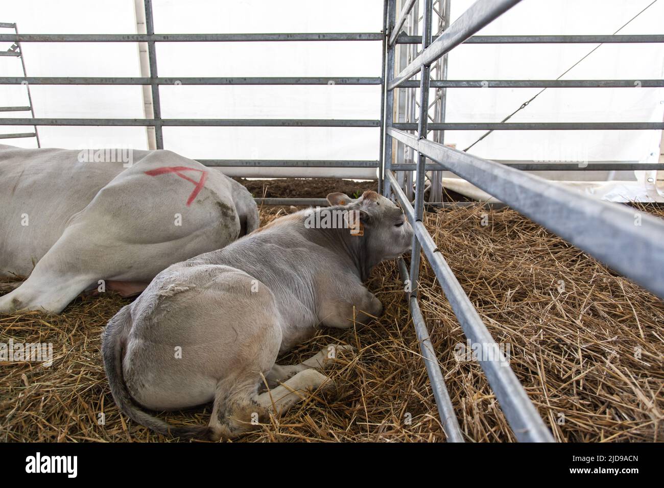 A herd of cows in a small stable at local farmers market fair Stock ...