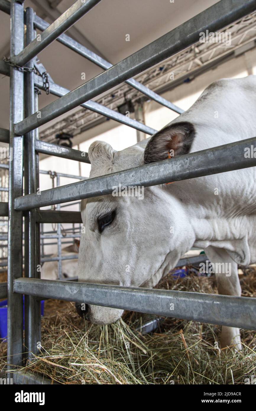 White cow behind pen bar close up Stock Photo - Alamy