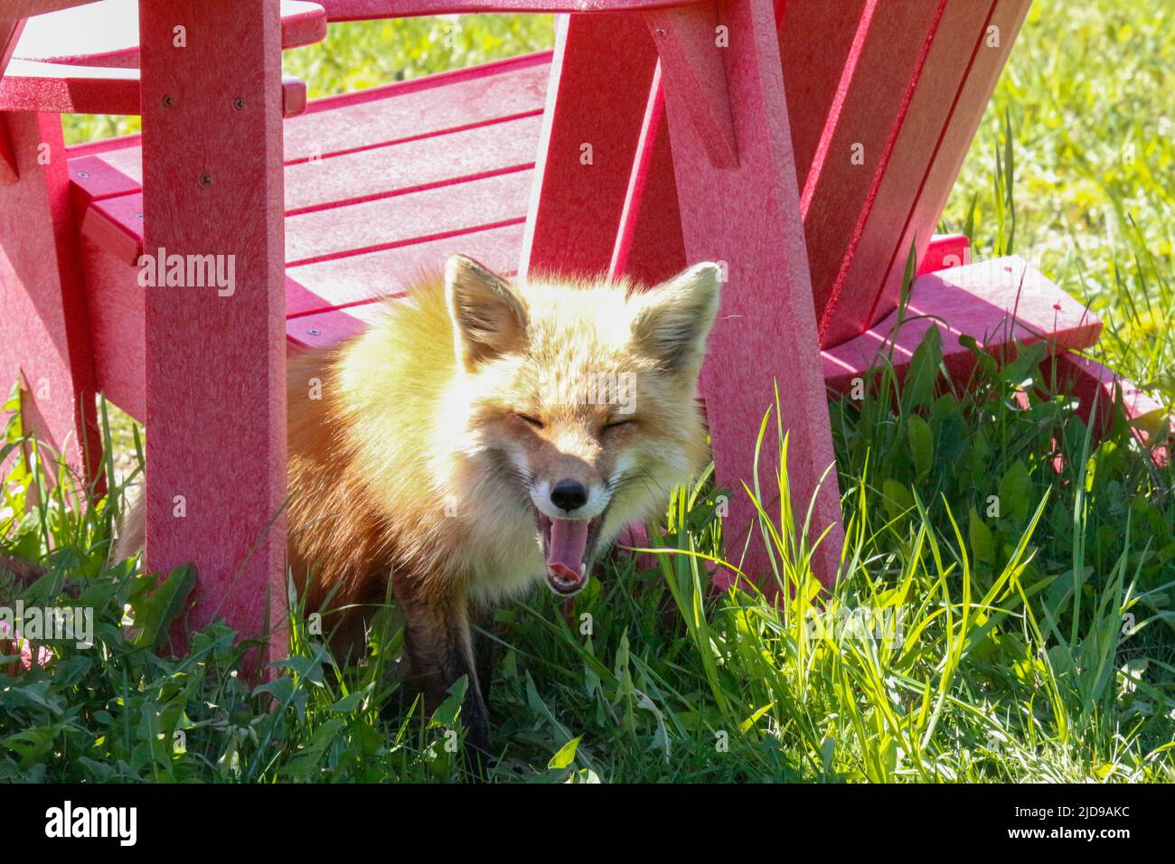 a fox in newfoundland Stock Photo - Alamy