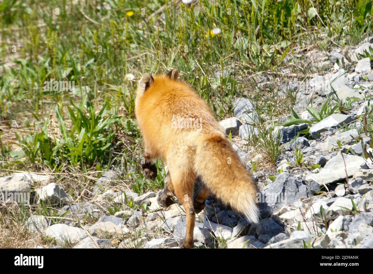 a fox in newfoundland Stock Photo - Alamy