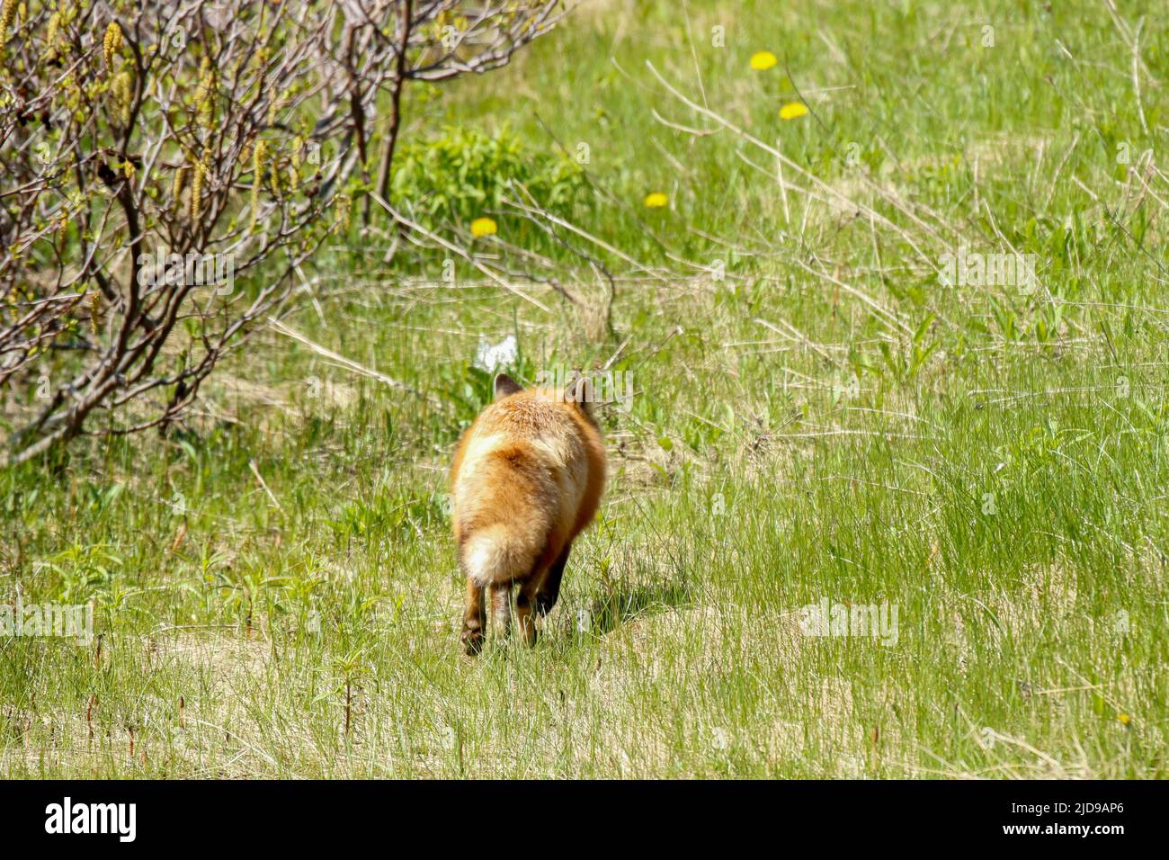 a fox in newfoundland Stock Photo - Alamy