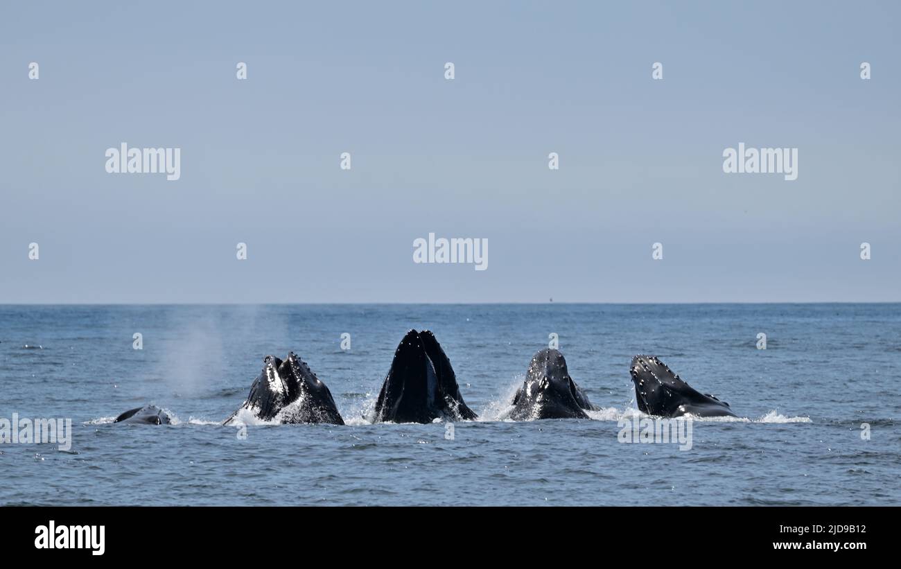 Humpback Whale - Megaptera novaeangliae Stock Photo - Alamy