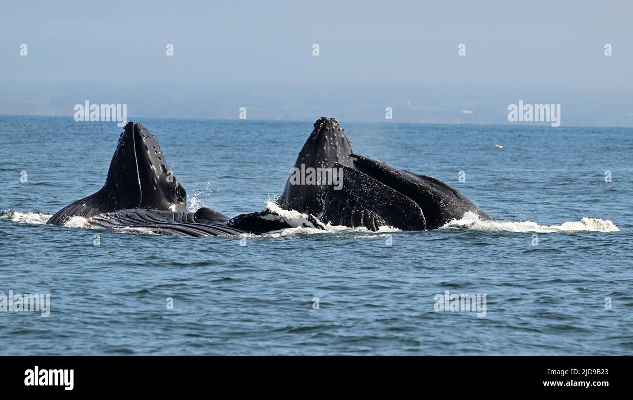 Humpback Whale - Megaptera novaeangliae Stock Photo - Alamy