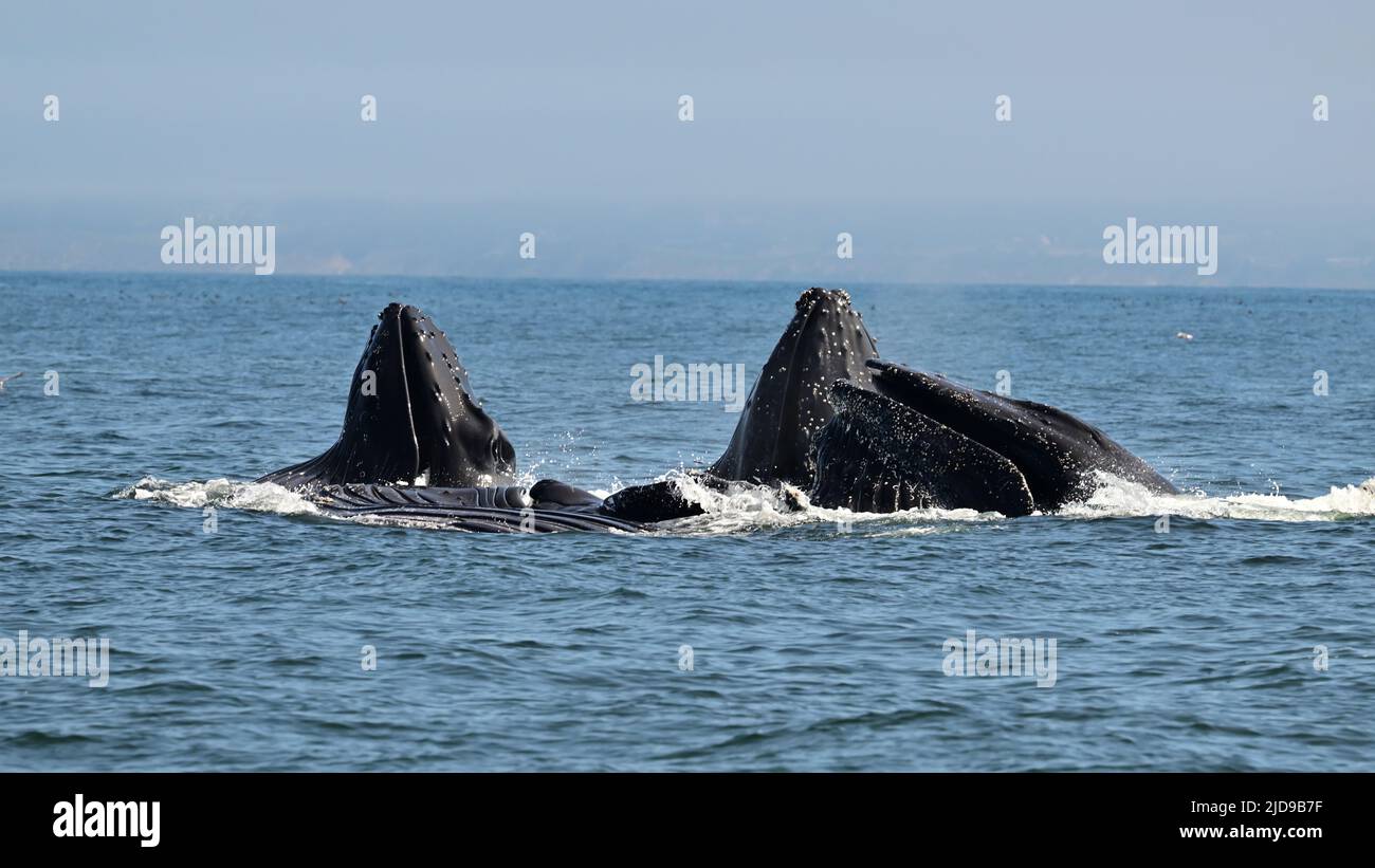 Humpback Whale - Megaptera novaeangliae Stock Photo - Alamy