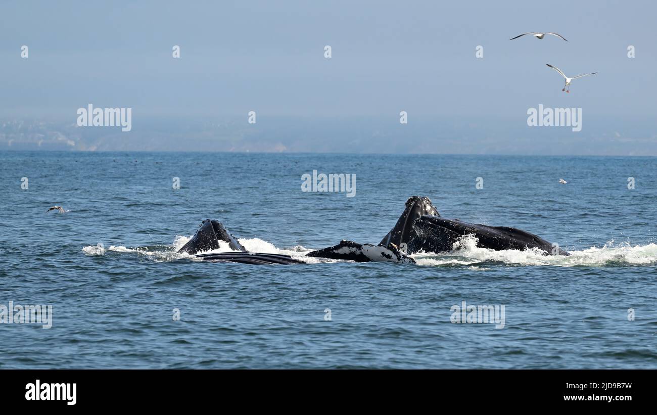 Humpback Whale - Megaptera novaeangliae Stock Photo - Alamy