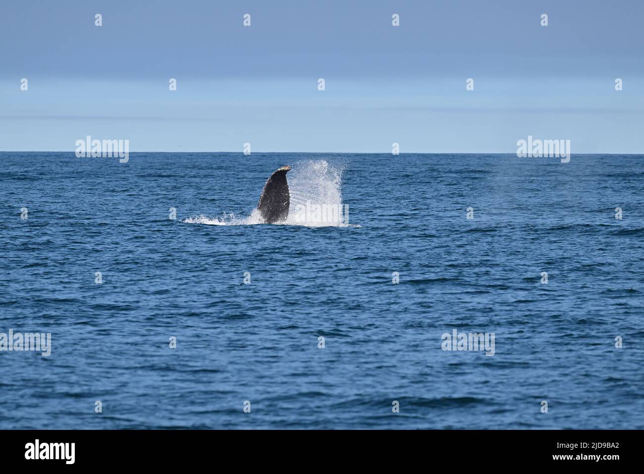Humpback Whale - Megaptera novaeangliae Stock Photo - Alamy