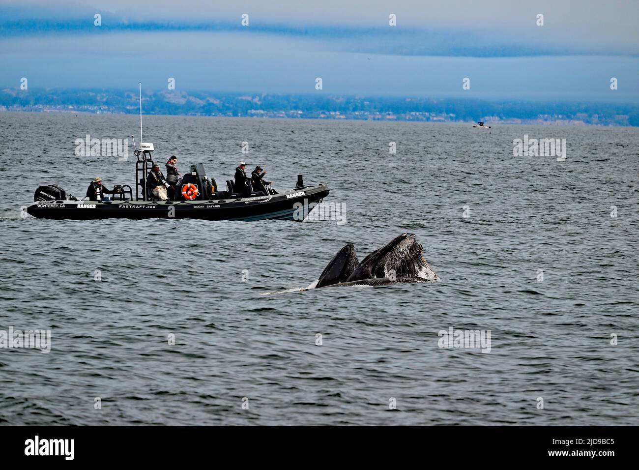 Humpback Whale - Megaptera novaeangliae Stock Photo - Alamy