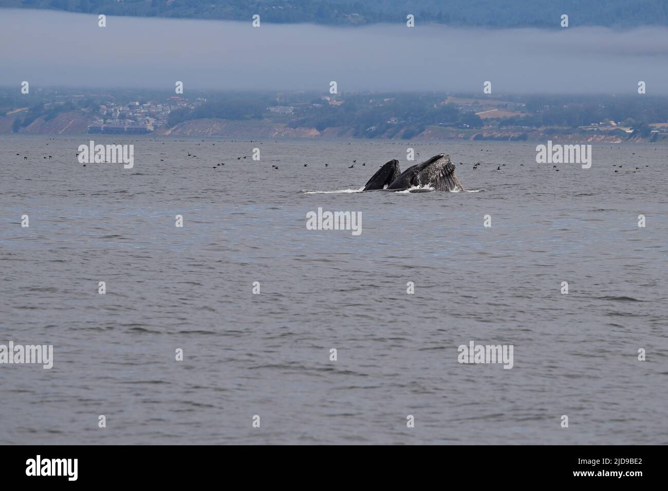 Humpback Whale - Megaptera novaeangliae Stock Photo - Alamy