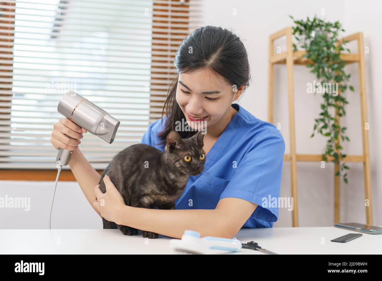 Pet salon concept, Female veterinarian using hair dryer on the cat in ...
