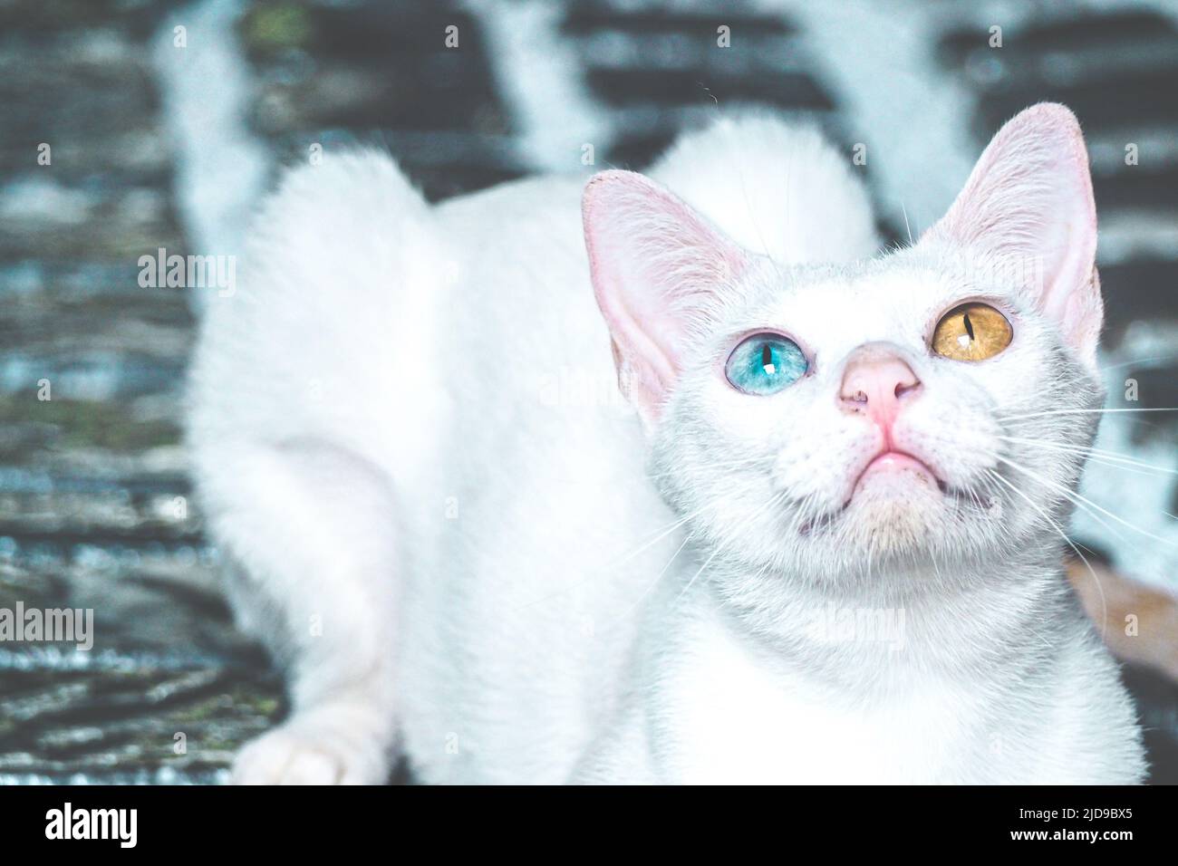 White Cat With Different Color Eyes Kitten With Blue And Green Eye white-cat-with-different-color-eyes-kitten-with-blue-and-green-eye
