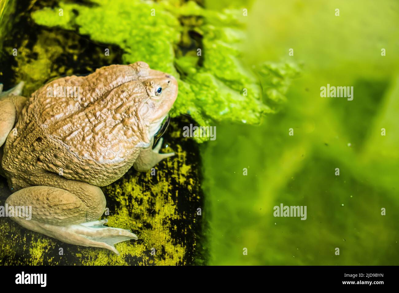 a male toad in water pond on the leaf, animal wildlife Stock Photo - Alamy