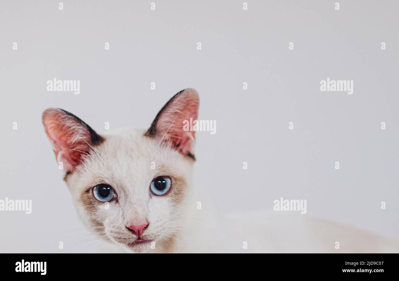 Cute kitten cat isolated on white background blank web banner template ...