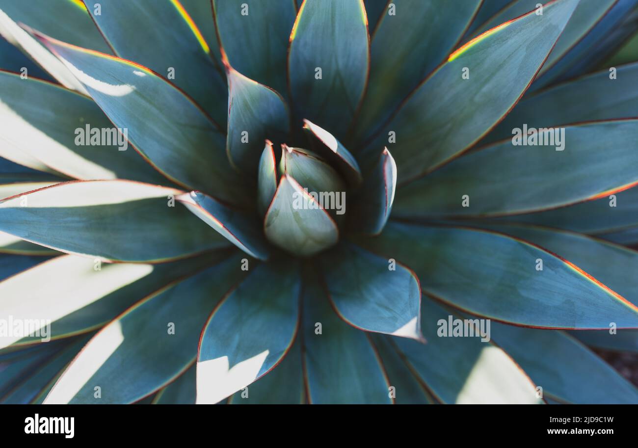 Agave green. Cactus backdround, cacti design or cactaceae pattern Stock ...