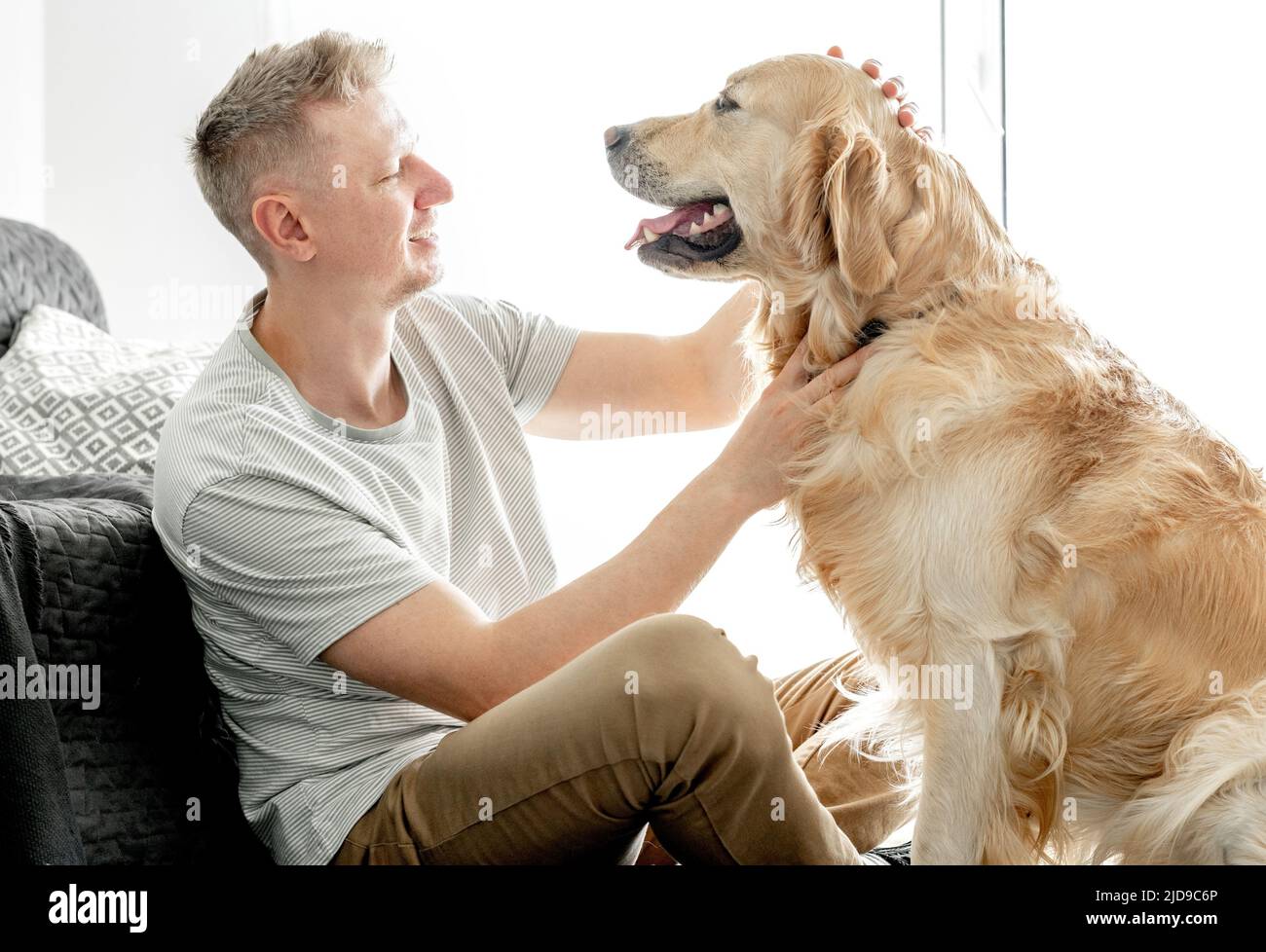 Handsome golden retriever hi-res stock photography and images - Alamy