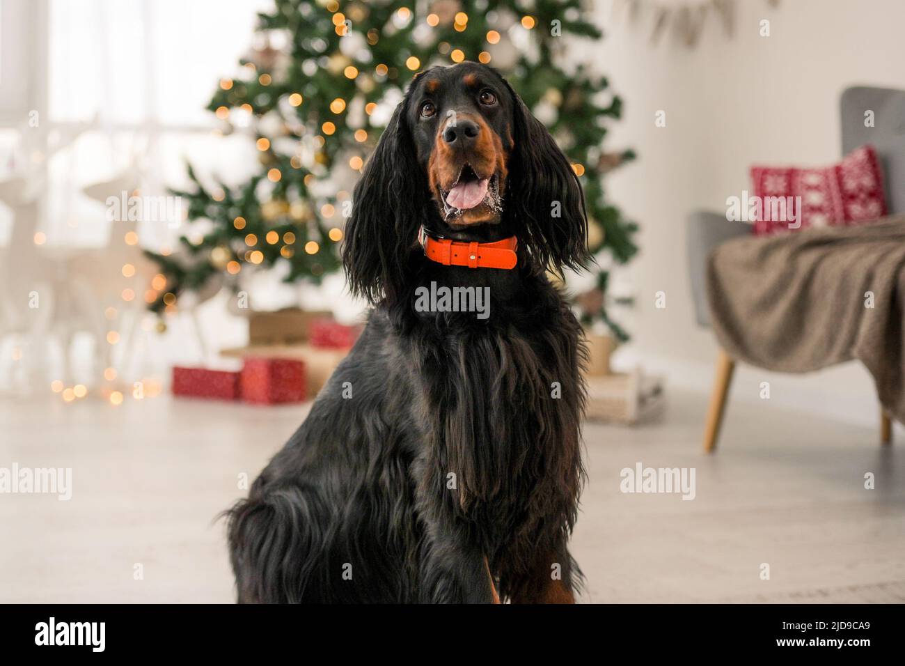 Gordon setter hi-res stock photography and images - Alamy