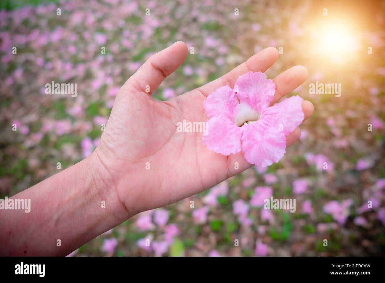 Little pink flower blooming in a woman hand nature concept bakground ...