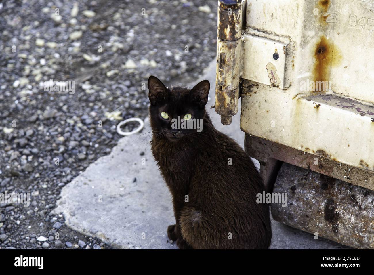 Black cat on the street, wild stray animals, pets Stock Photo - Alamy