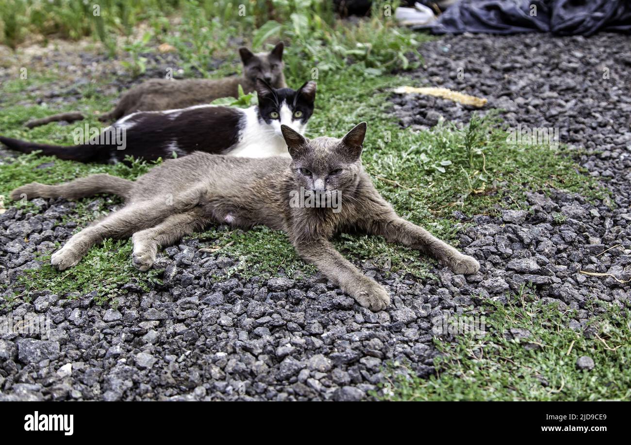 Stray animals hi-res stock photography and images - Alamy