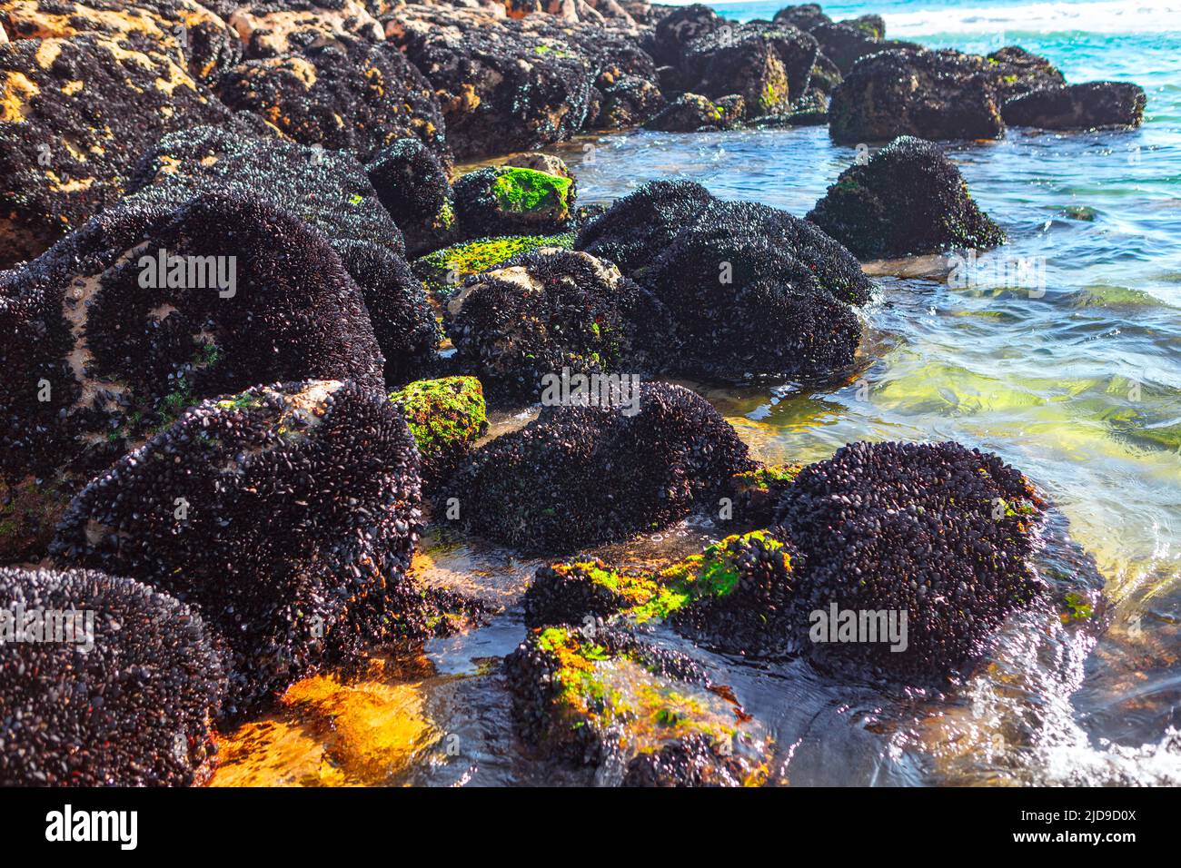Rocks with shellfish on the ocean coast Stock Photo - Alamy