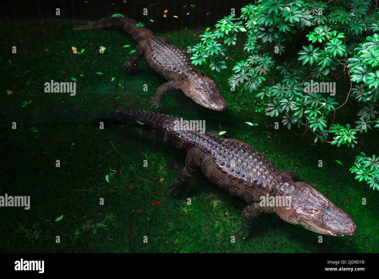 Two crocodiles in zoo hi-res stock photography and images - Alamy