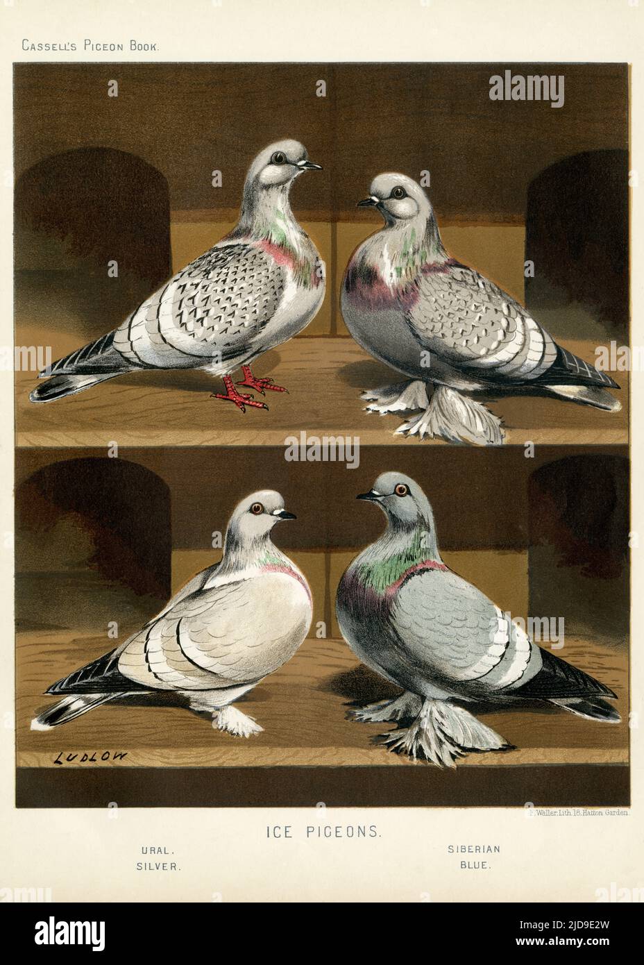 Four varieties of Ice pigeon, first bred in Saxony, Germany, and ...