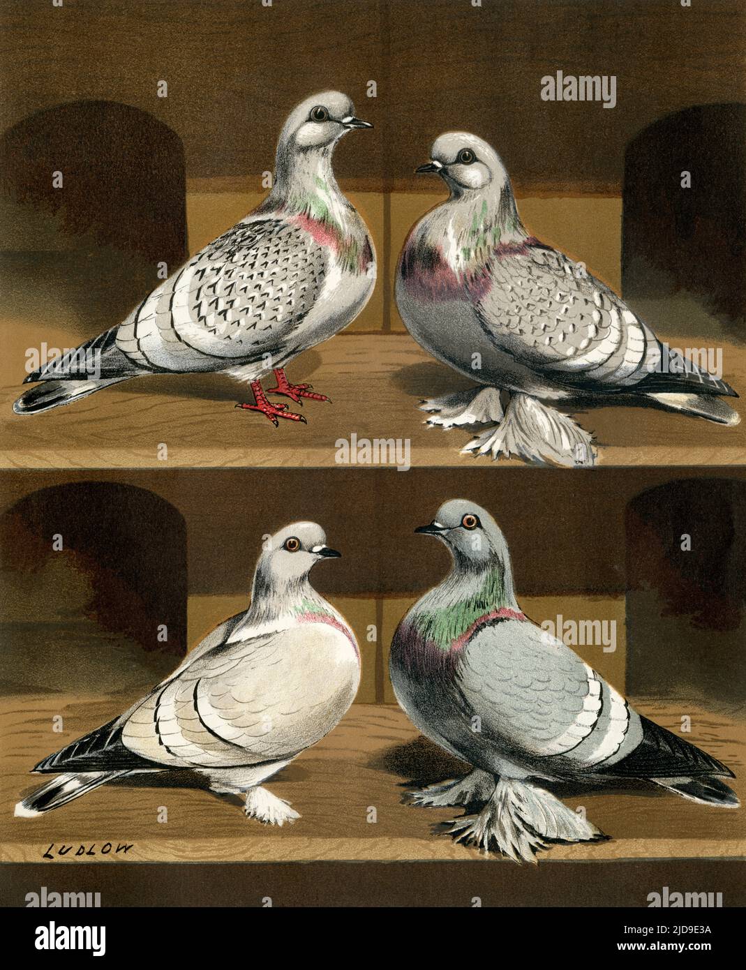 Four varieties of Ice pigeon, first bred in Saxony, Germany, and ...