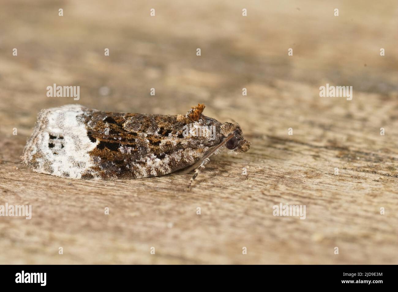 Detailed closeup on a small Sallow marble moth, Apotomis capreana ...