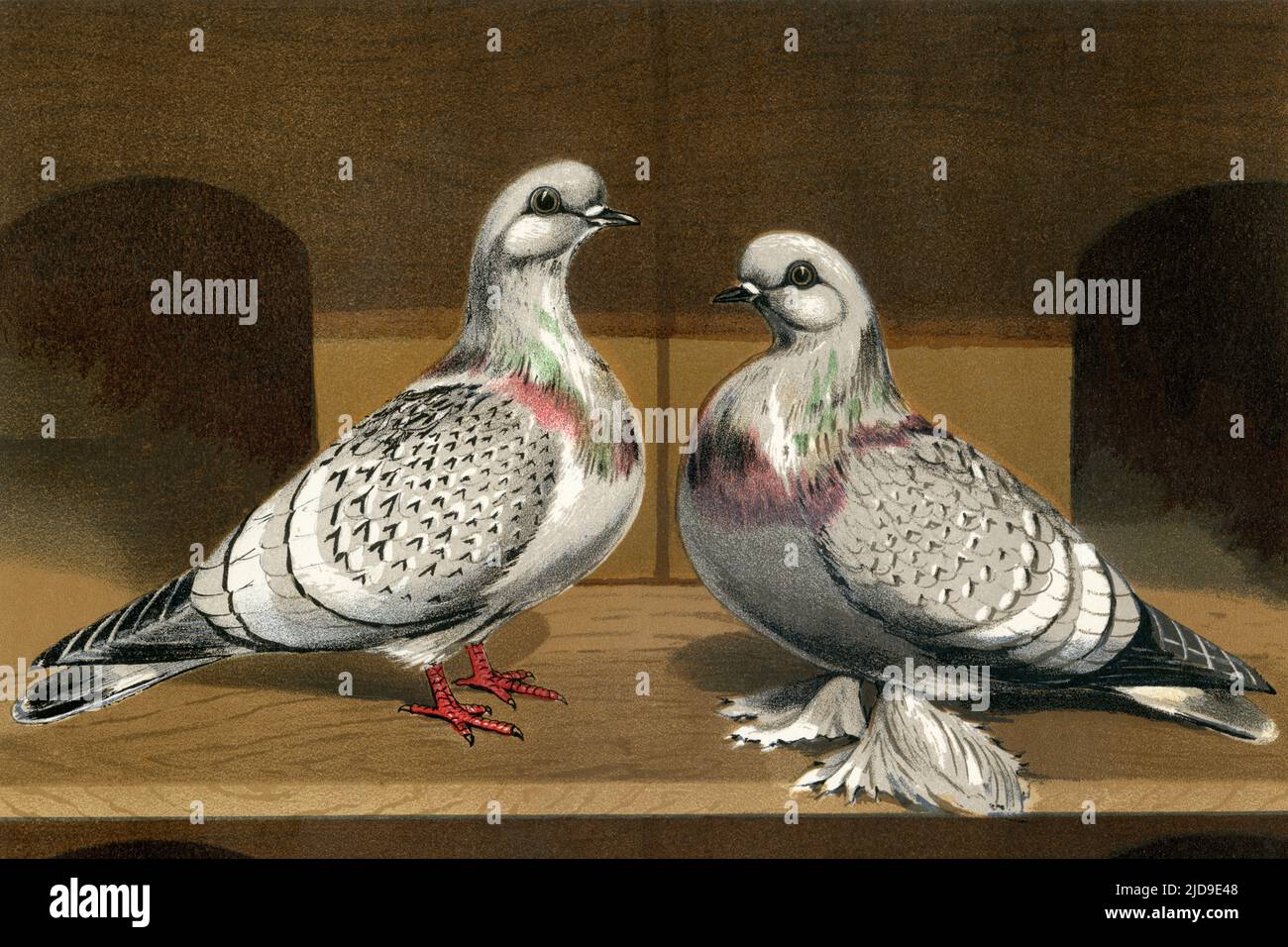 Ultra-cool Ice pigeons originally from very cold places - the Ural ...