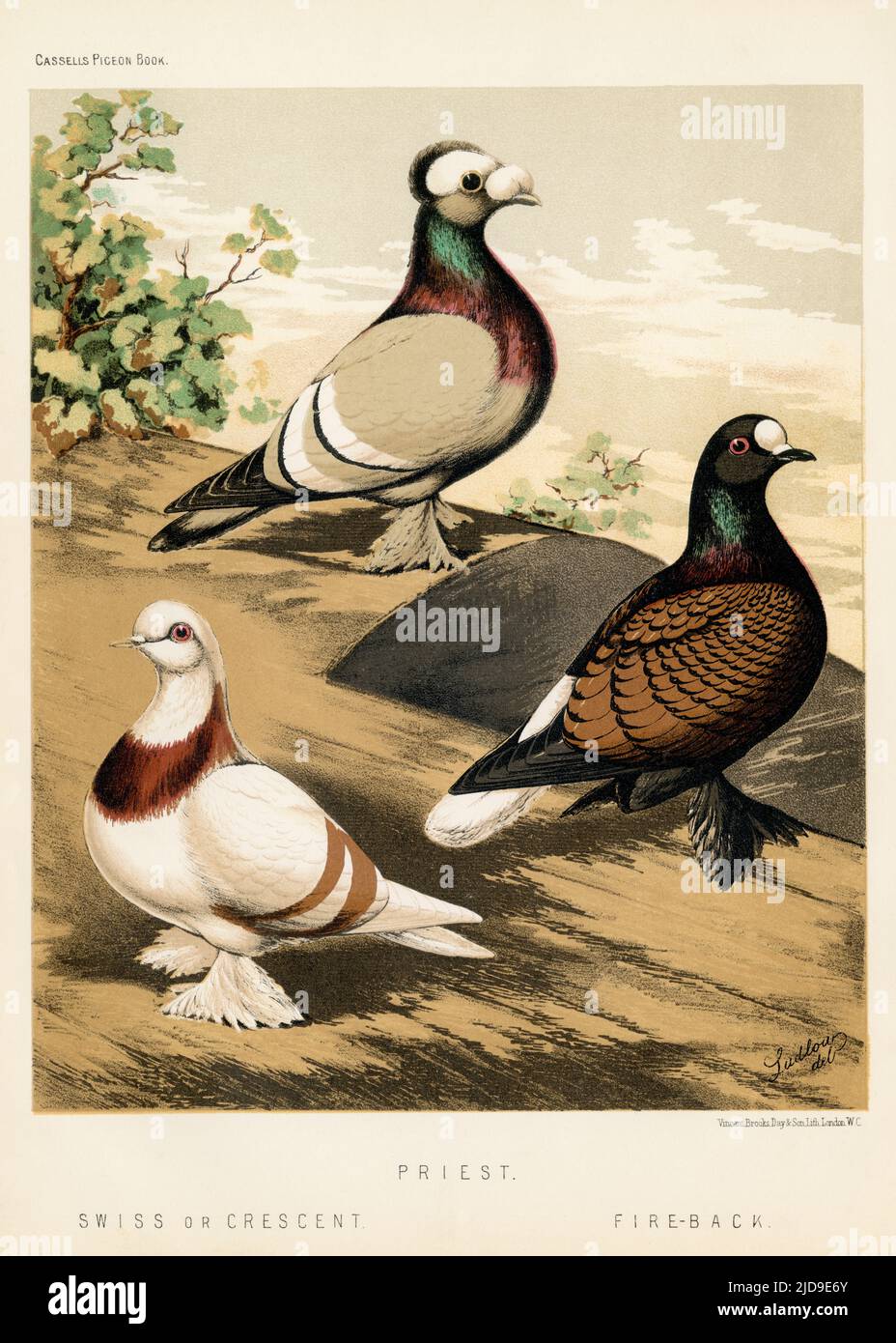 Saxon priest pigeon hi-res stock photography and images - Alamy