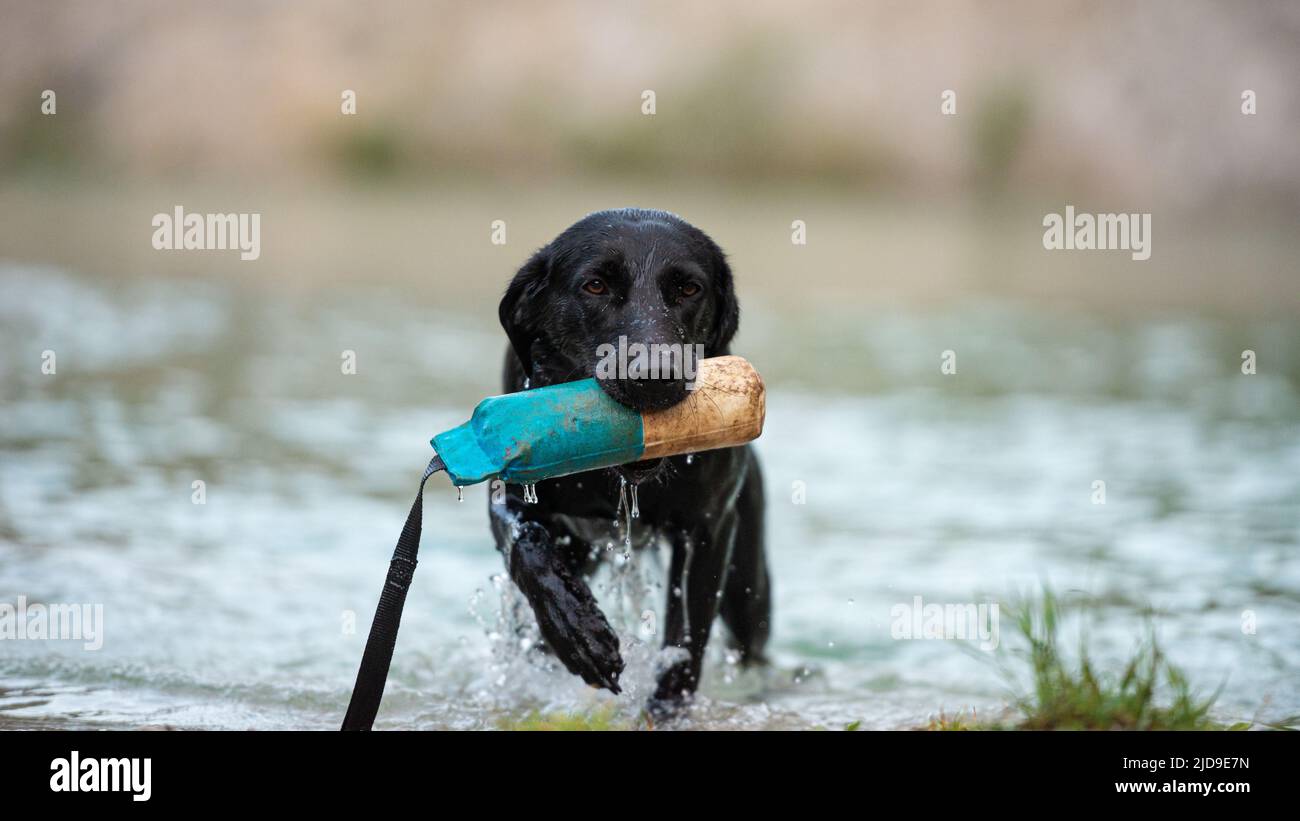 Black lab holding retriever dummy hi-res stock photography and images ...
