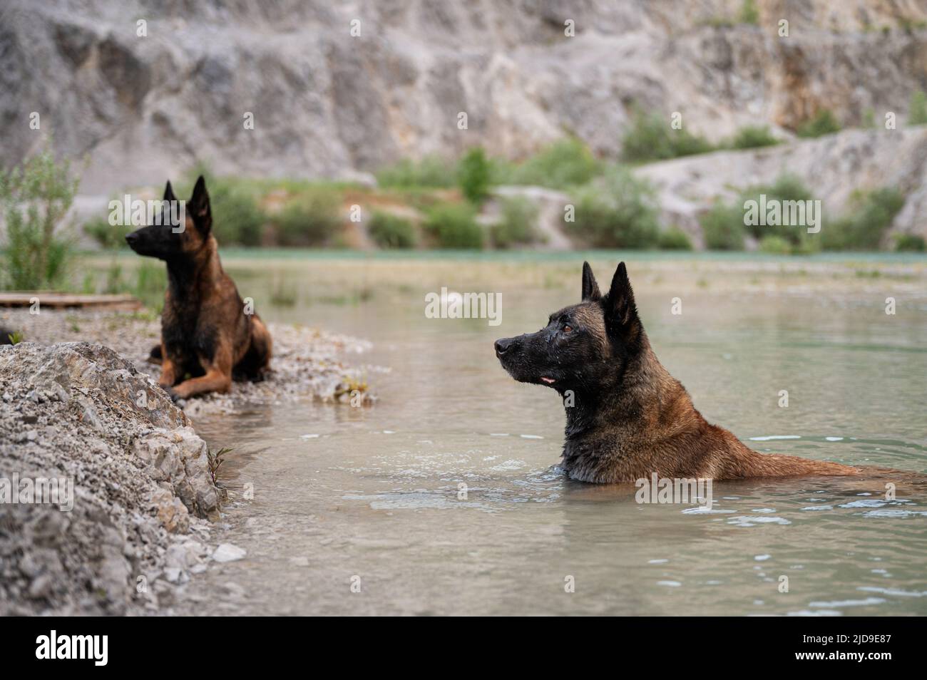 Purebred belgian malinois shepherd dog lying in the lake water with ...