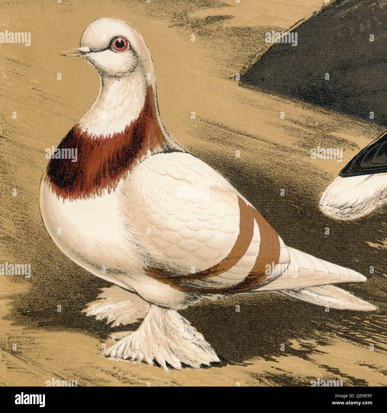 A Swiss Crescent fancy pigeon with impressive 'muffs' (feathered feet ...