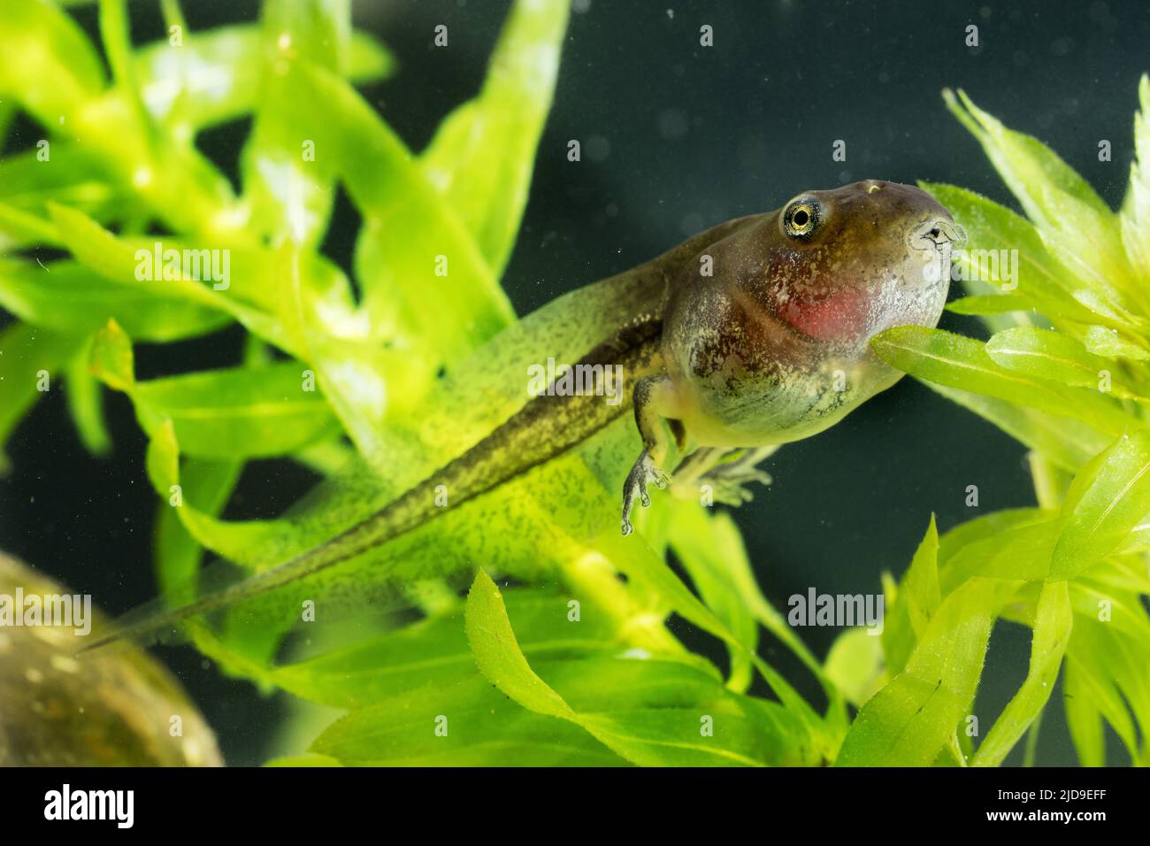 European tree frog Hyla arborea Treefrog Tadpoles Pollywogs Pollywog ...