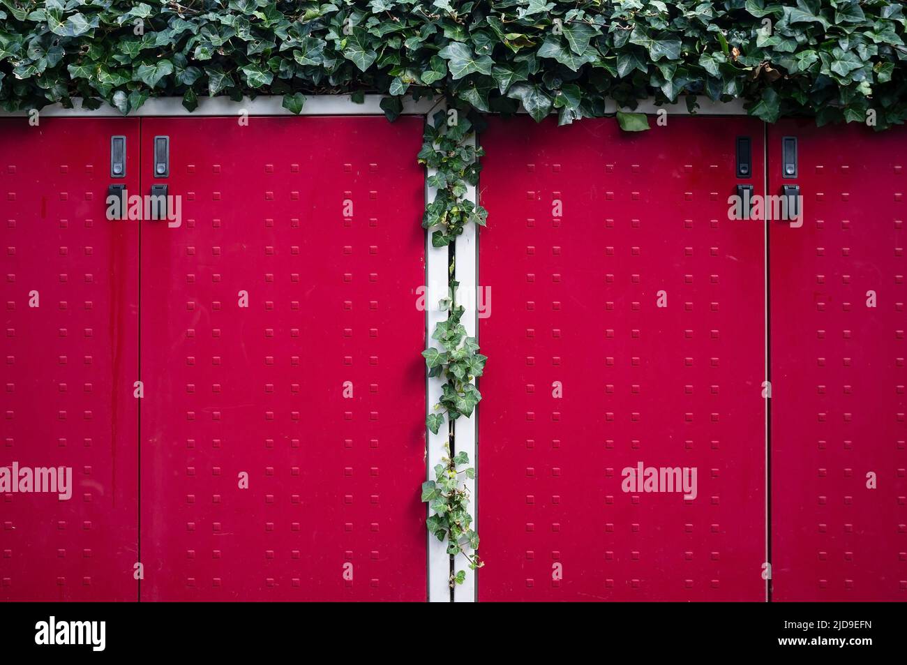 Closed red gates entwined with climbing green bushes protect the ...