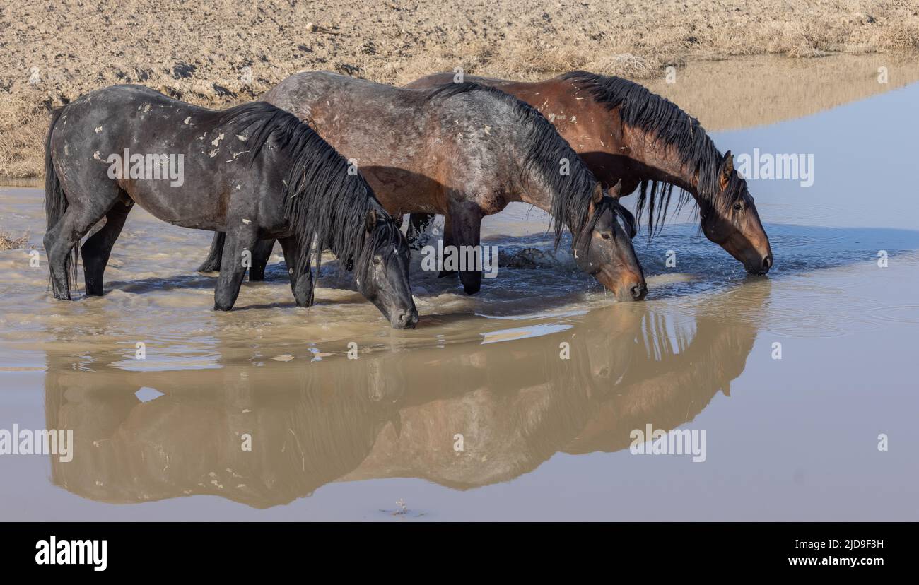 Wild Horses in the Utah desert in Spring Stock Photo - Alamy