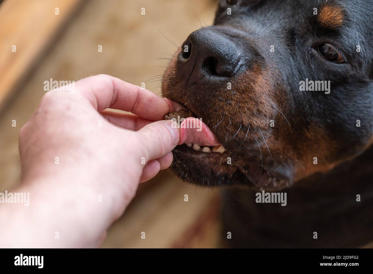 The owner gives a treat to his dog. A man's hand puts a pellet of dog ...