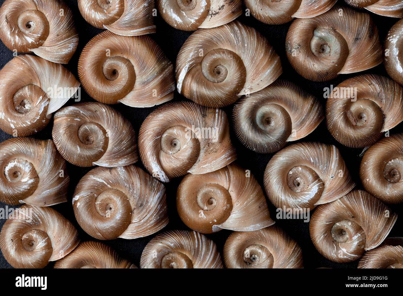 Shells of the ram's horn freshwater snail (family Planorbidae Stock ...