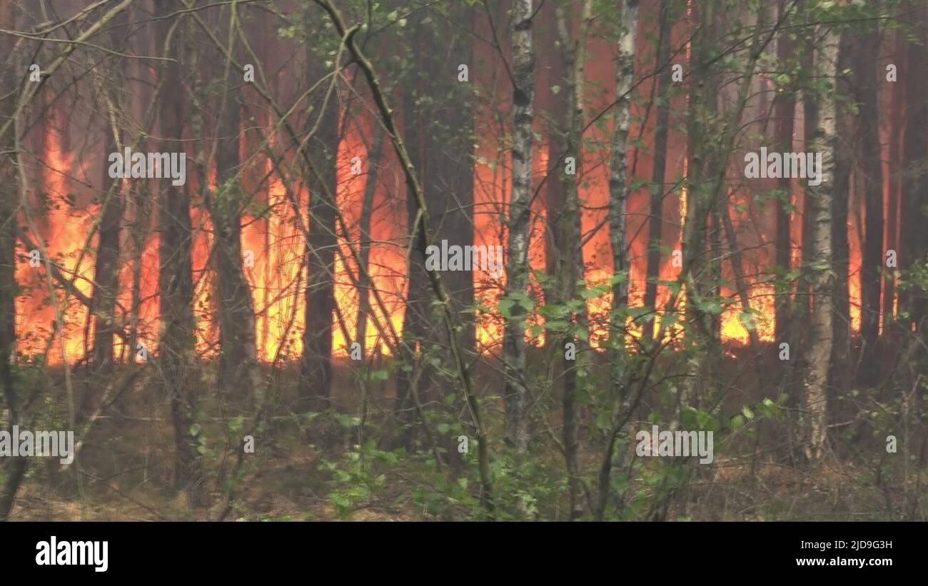 Beelitz, Germany. 19th June, 2022. Fire continues to spread in a forest ...