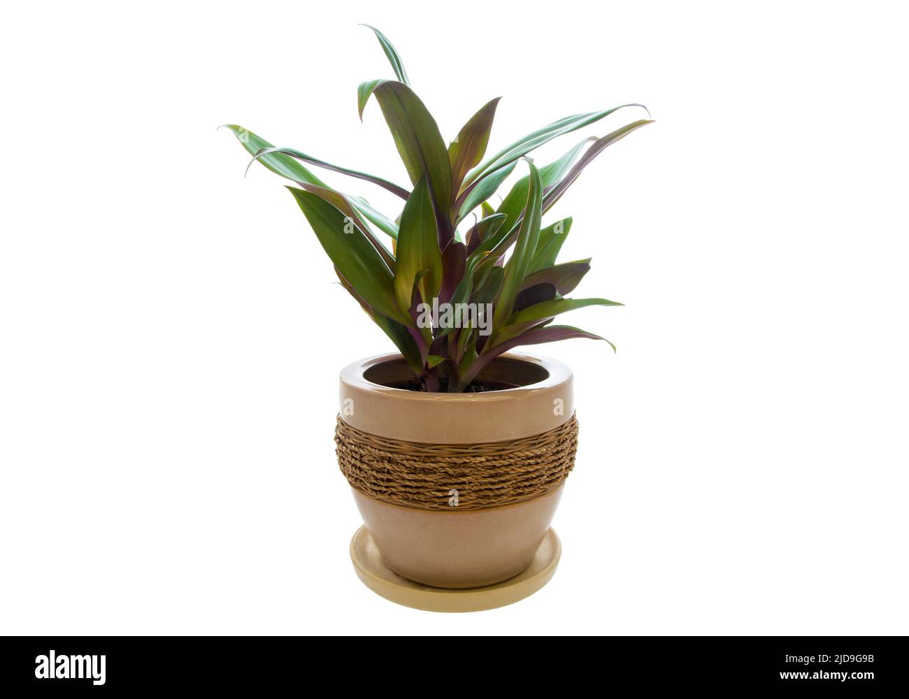 Picture of houseplant Rhoeo discolor in pot isolated on white ...