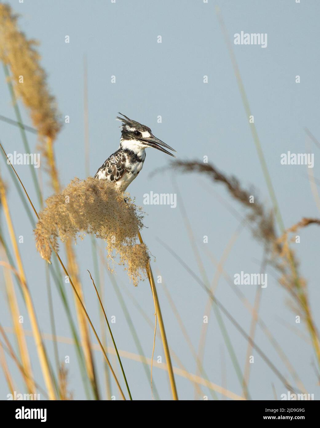 Rudis hi-res stock photography and images - Alamy