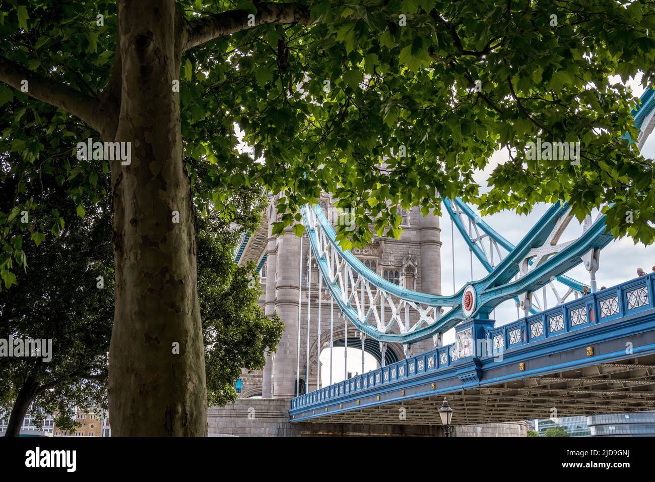 Tree and tower of London, London, UK Stock Photo - Alamy