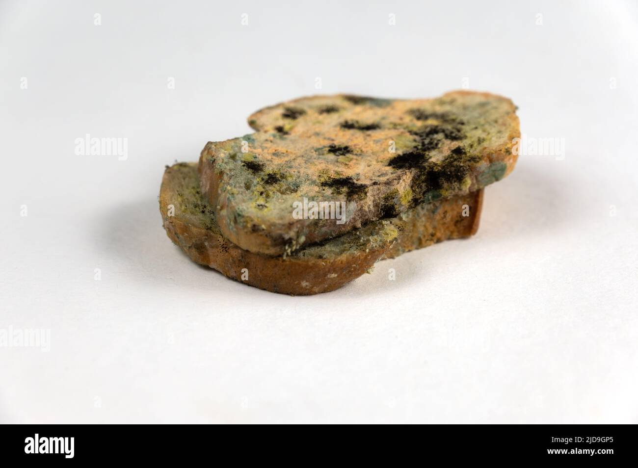 The moldy bread is opposite the neutral background. Two slices of wheat ...