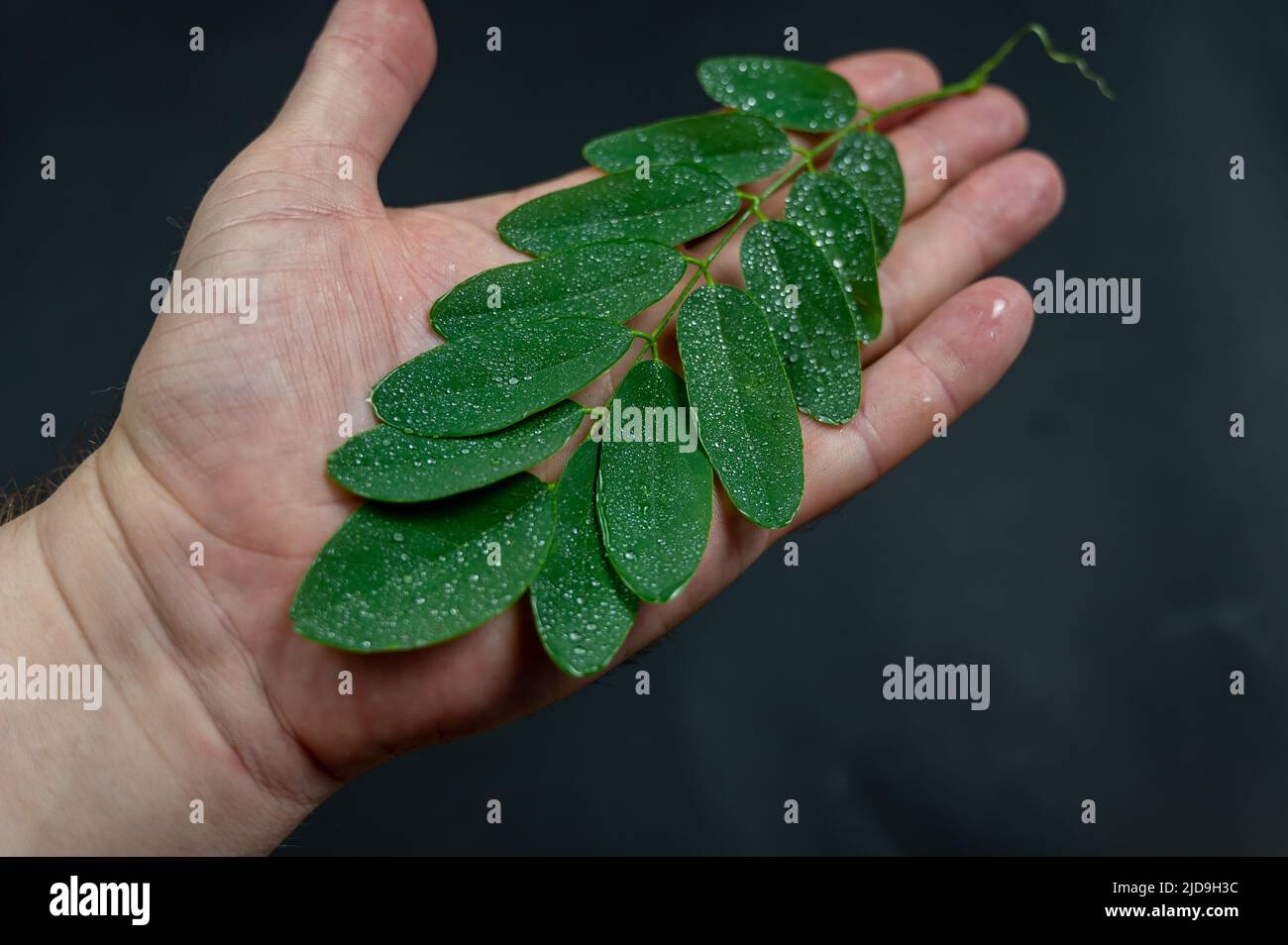 Green leaves of Robinia pseudoacacia lie in open male palm against a ...