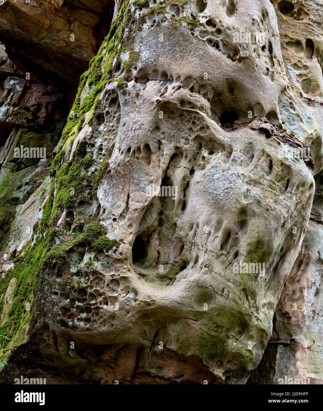 Pits eroded in lichen- and moss-covered Droop sandstone in Beartown ...