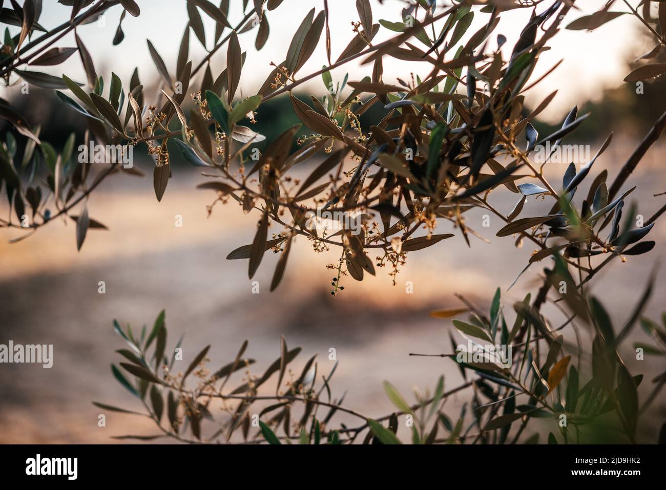 Olive branch tree hi-res stock photography and images - Alamy