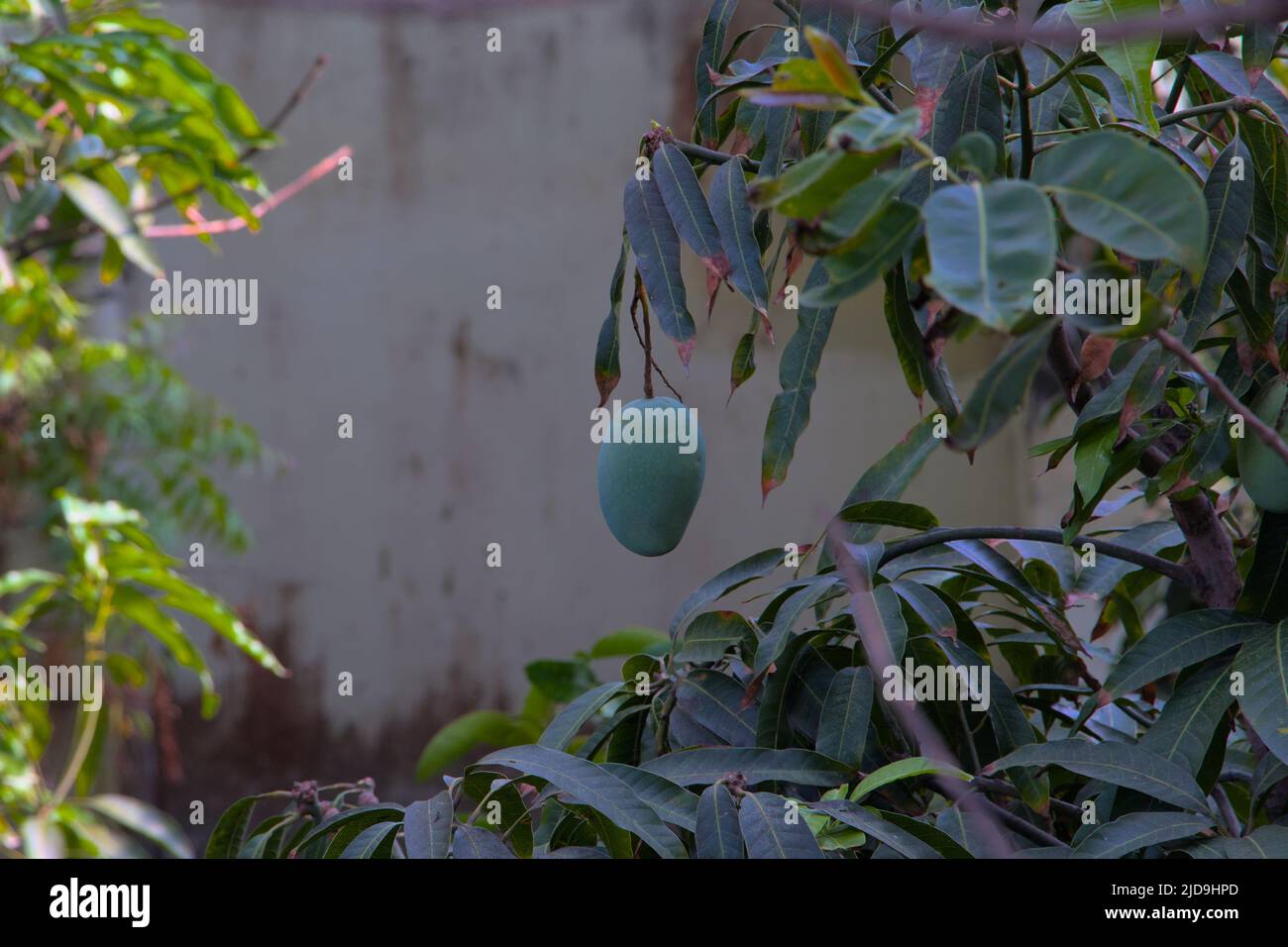 Mango dangling from a tree brunch Stock Photo - Alamy