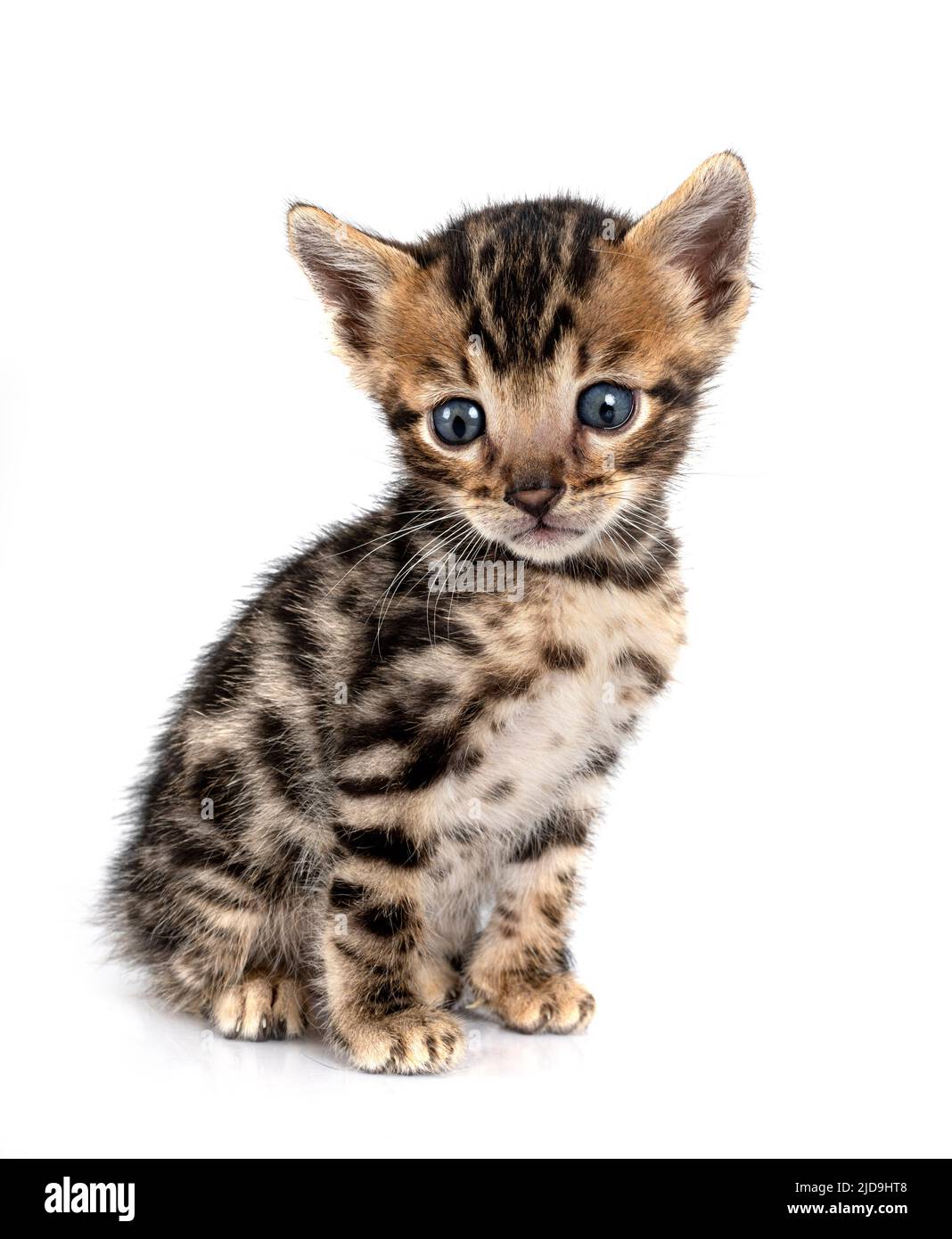 bengal cat in front of white background Stock Photo - Alamy